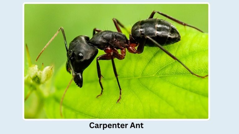 25 Common Types of Ants: Identification with Images