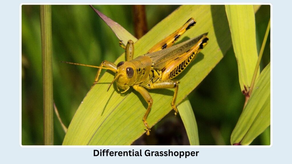 20 Common Types of Grasshoppers: Identification With Picture