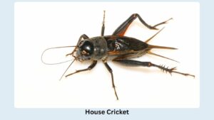 20 Common Types of Crickets: Identification, Habitat & Diet