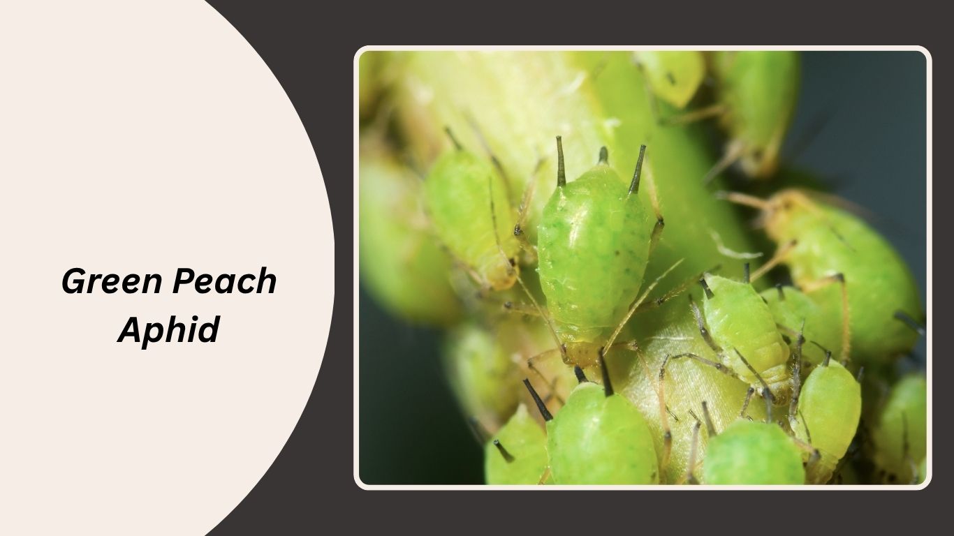 20 Common Types of Aphids: Identification and Pictures