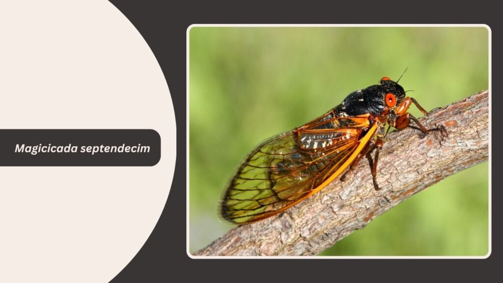 15 Types of Cicadas: Species Names, Identification With Pictures