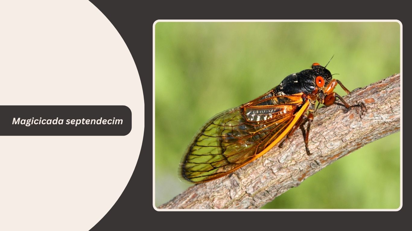 15 Types of Cicadas: Species Names, Identification With Pictures