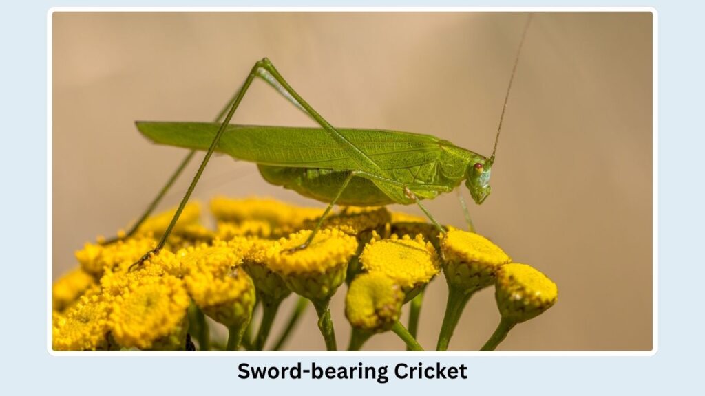 20 Common Types of Crickets: Identification, Habitat & Diet