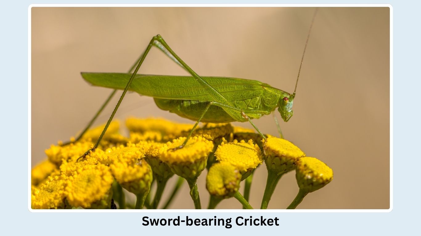 20 Common Types of Crickets: Identification, Habitat & Diet