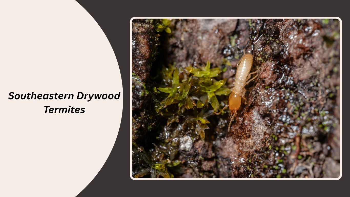 20 Common Types of Termites: Identification With Pictures