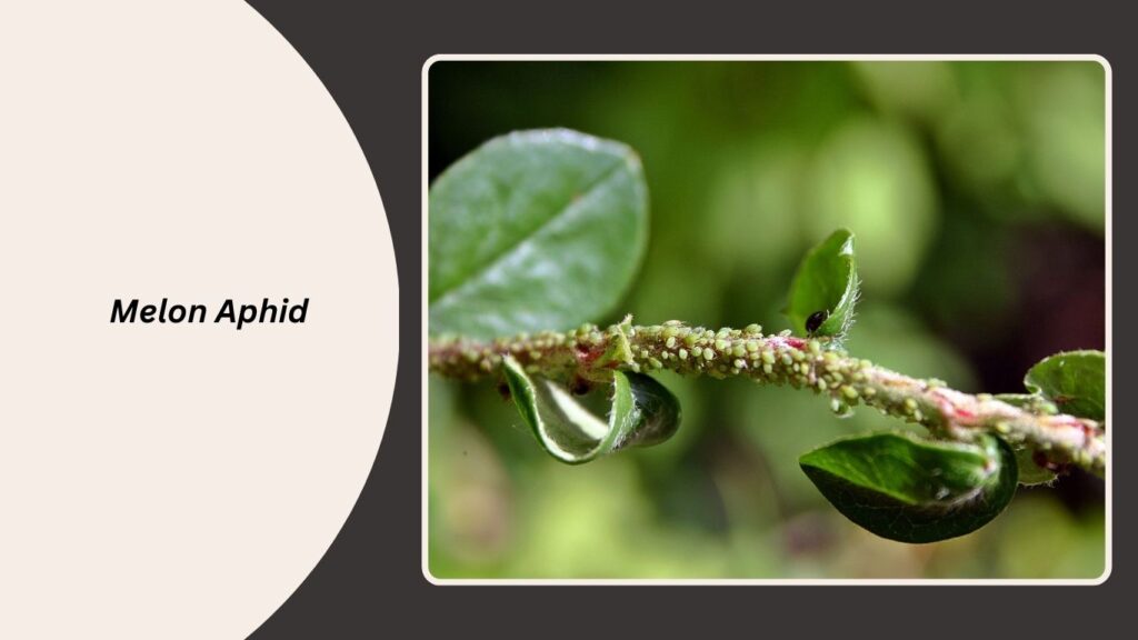 20 Common Types of Aphids: Identification and Pictures