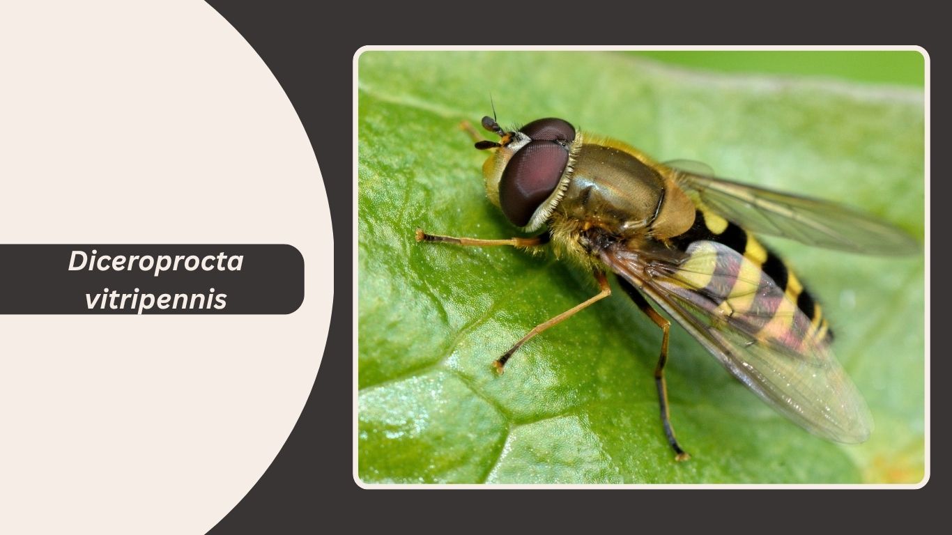 15 Types of Cicadas: Species Names, Identification With Pictures