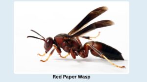 26 Common Types of Wasps: Identification, Behavior, and Images