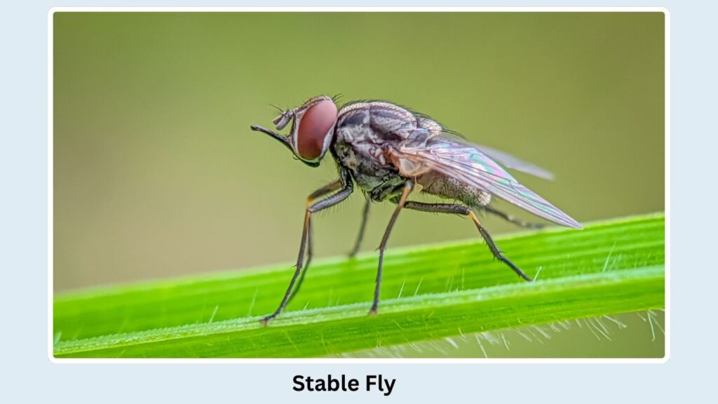20 Common Types of Flies: Identification with Images and Names