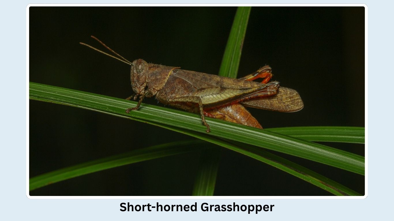 20 Common Types of Grasshoppers: Identification With Picture