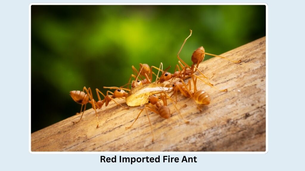 25 Common Types of Ants: Identification with Images