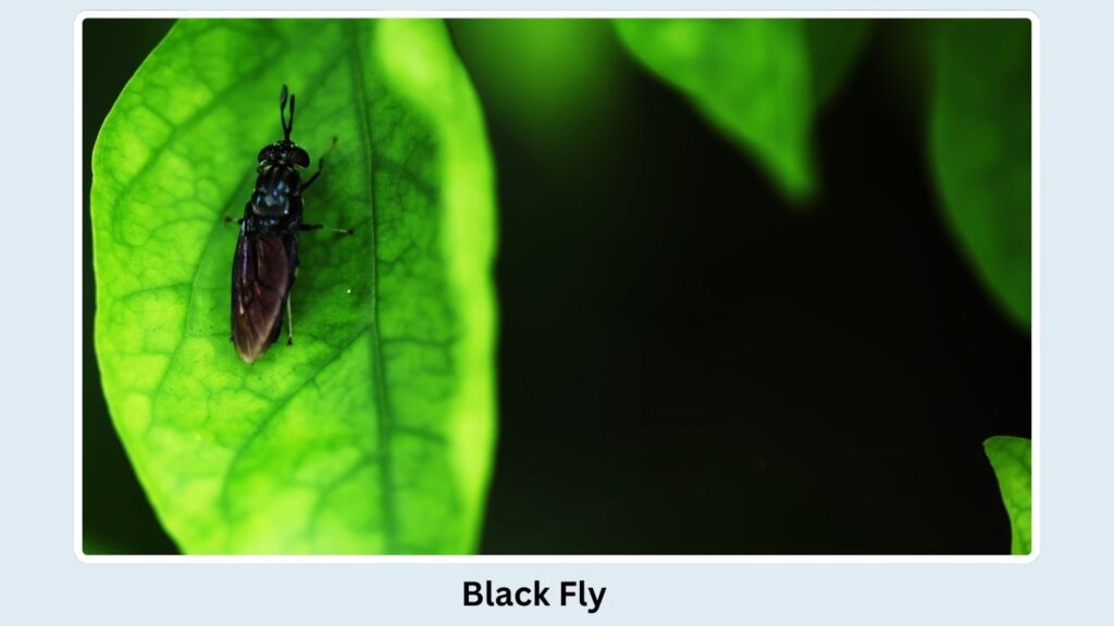 20 Common Types of Flies: Identification with Images and Names