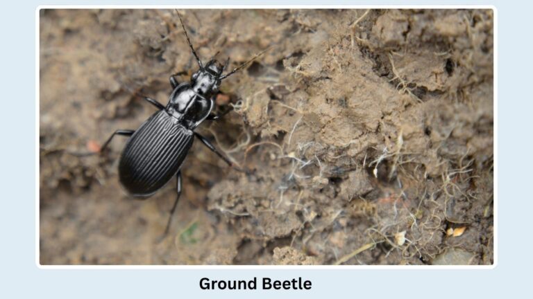 25 Common Beetles: Identification with Names & Pictures