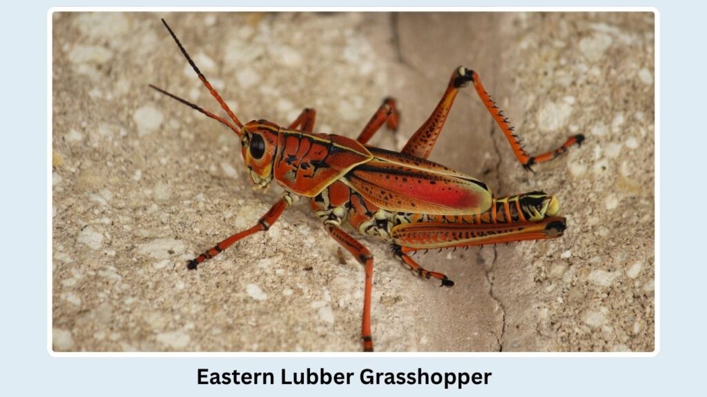 20 Common Types of Grasshoppers: Identification With Picture