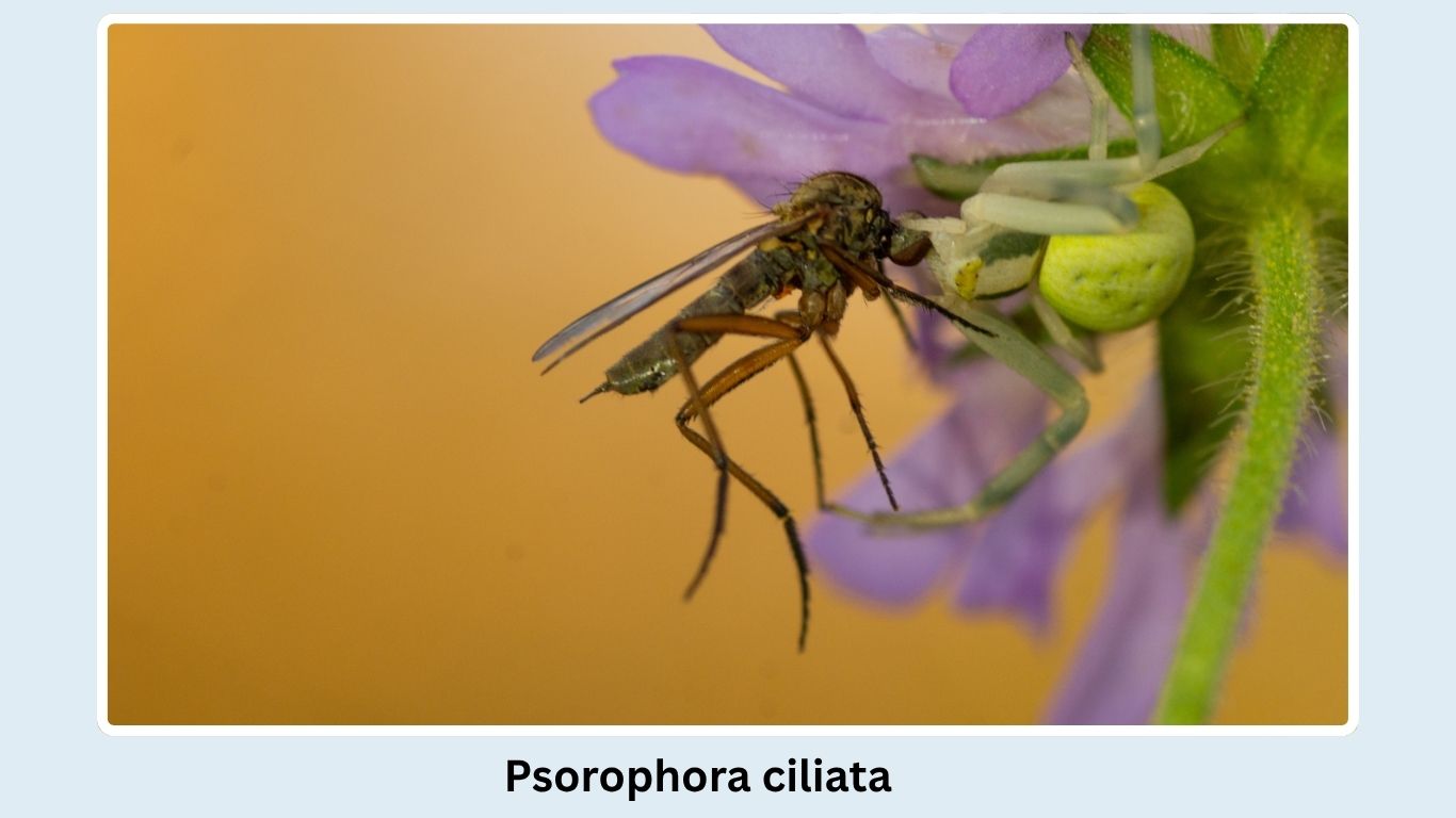 16 Common Types of Mosquitoes: Identification With Images
