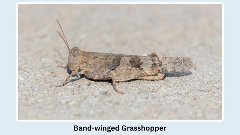 20 Common Types of Grasshoppers: Identification With Picture