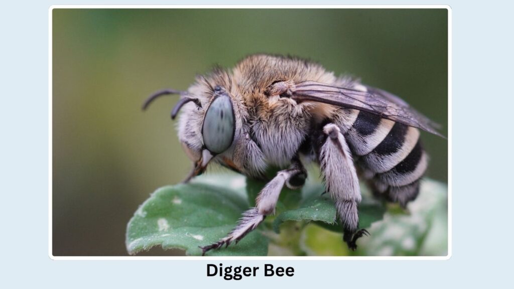 25 Common Types of Bees: Identification With Pictures