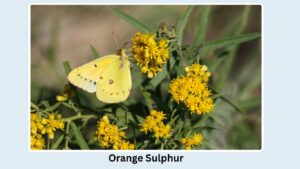 15 Common Butterflies: Color, Habitat, Identification with Images
