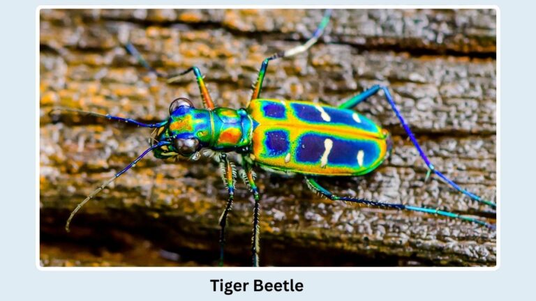 25 Common Beetles: Identification with Names & Pictures