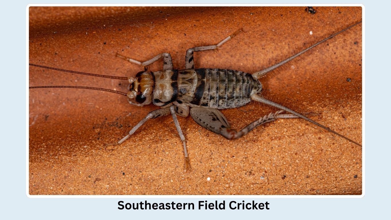 20 Common Types of Crickets: Identification, Habitat & Diet