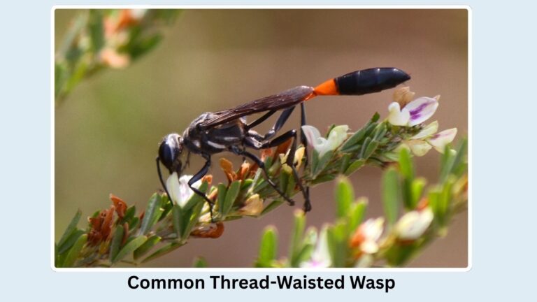 26 Common Types of Wasps: Identification, Behavior, and Images