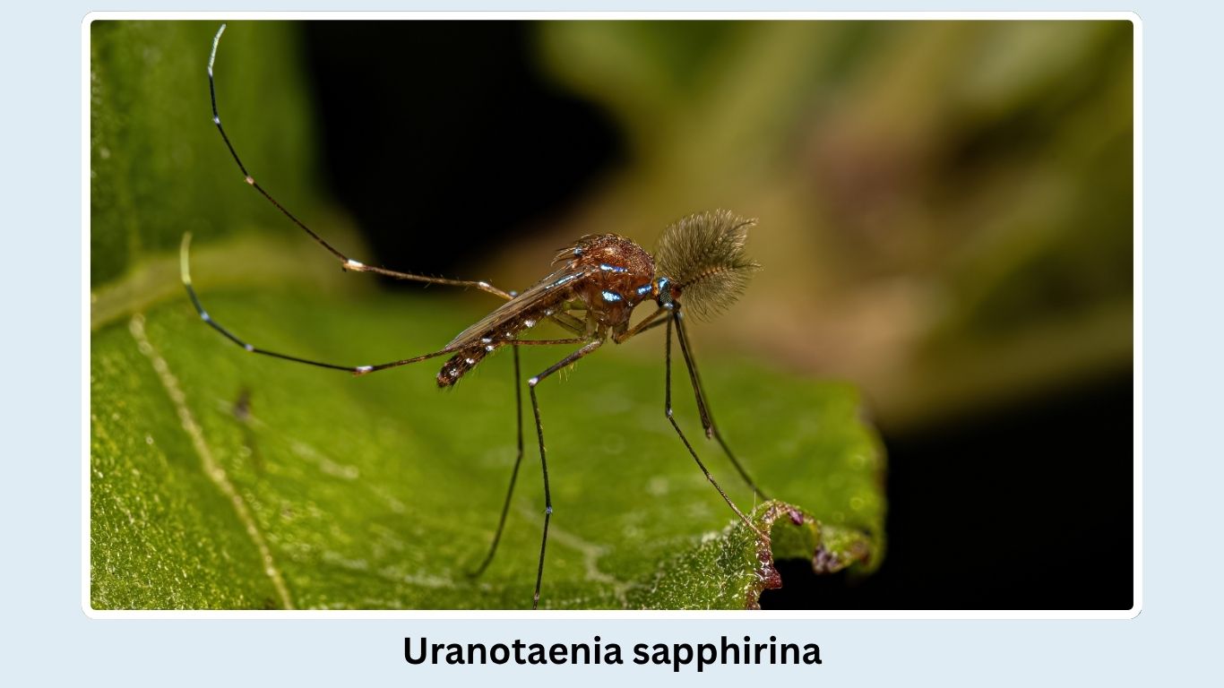 16 Common Types of Mosquitoes: Identification With Images