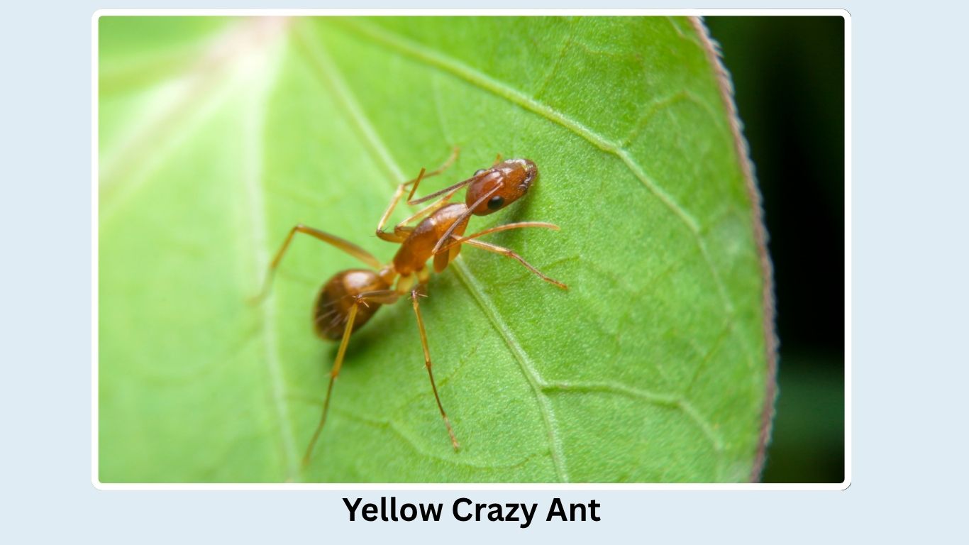 25 Common Types of Ants: Identification with Images
