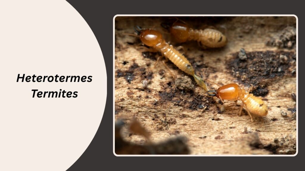20 Common Types of Termites: Identification With Pictures
