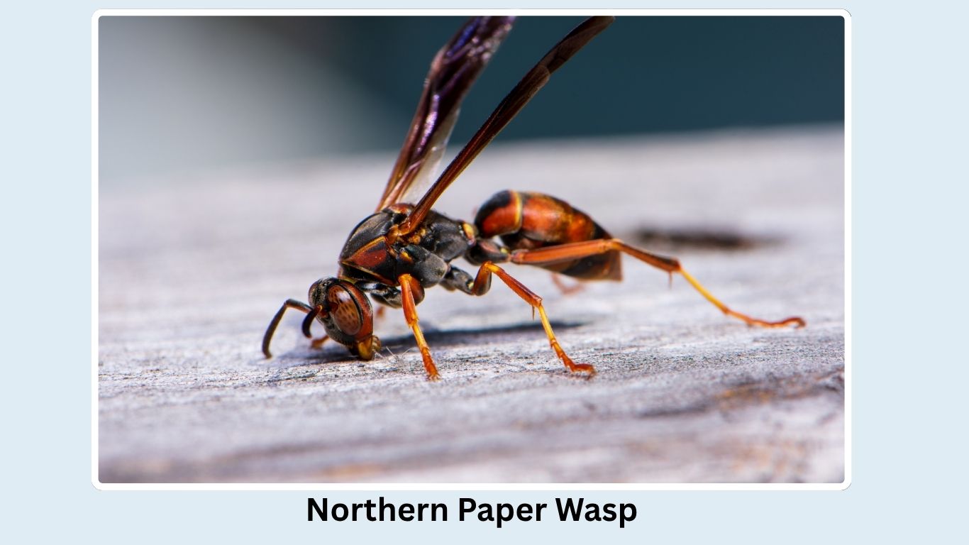 26 Common Types of Wasps: Identification, Behavior, and Images