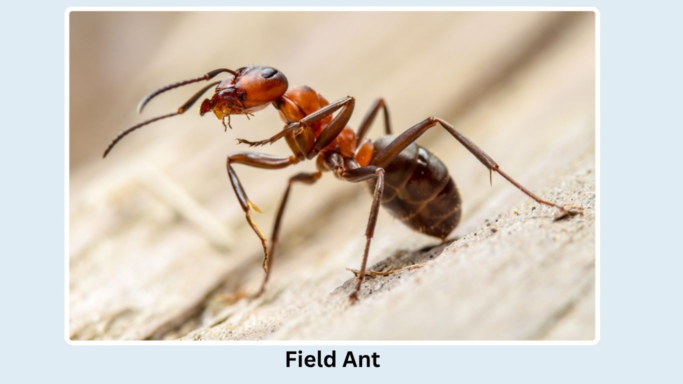 25 Common Types of Ants: Identification with Images