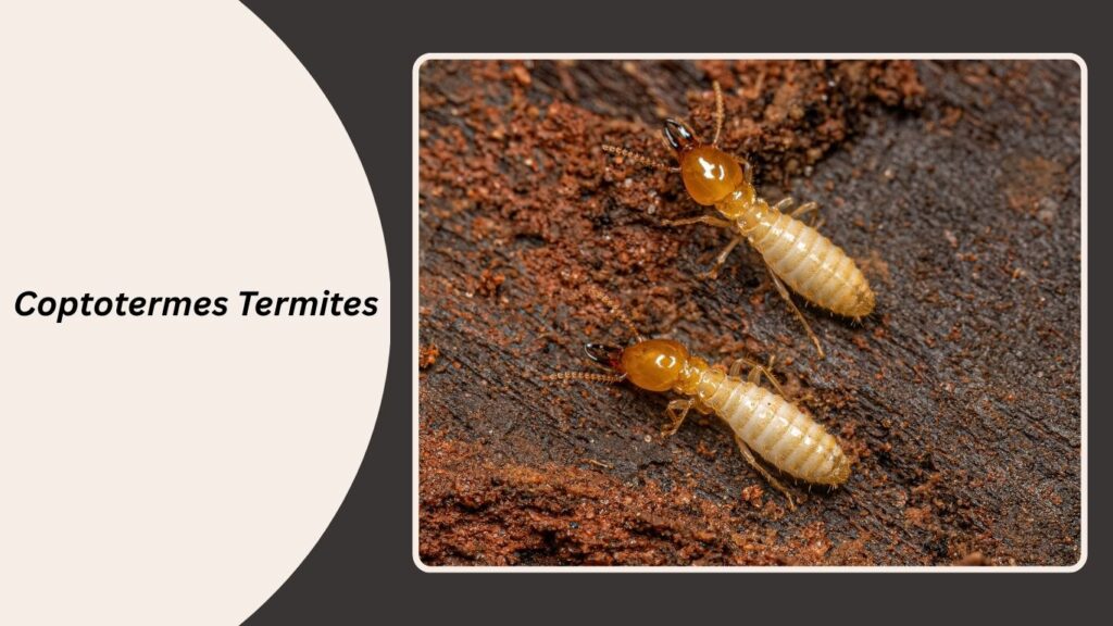 20 Common Types of Termites: Identification With Pictures
