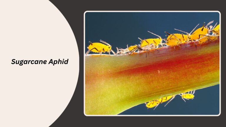 20 Common Types of Aphids: Identification and Pictures