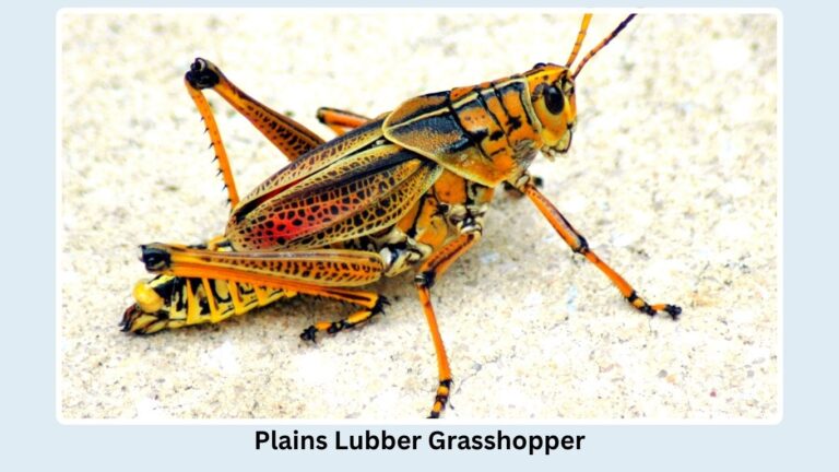 20 Common Types of Grasshoppers: Identification With Picture