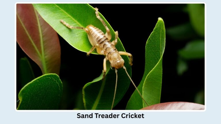 20 Common Types of Crickets: Identification, Habitat & Diet