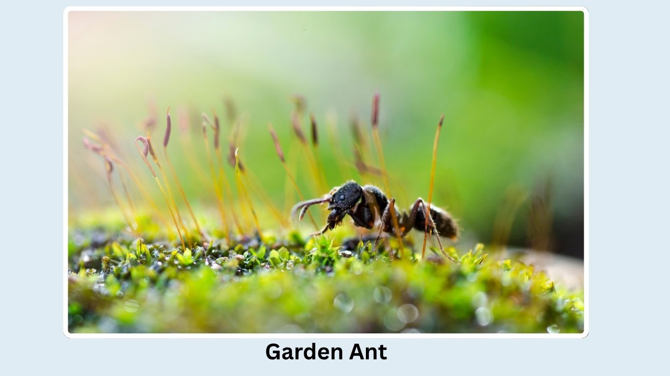 25 Common Types of Ants: Identification with Images