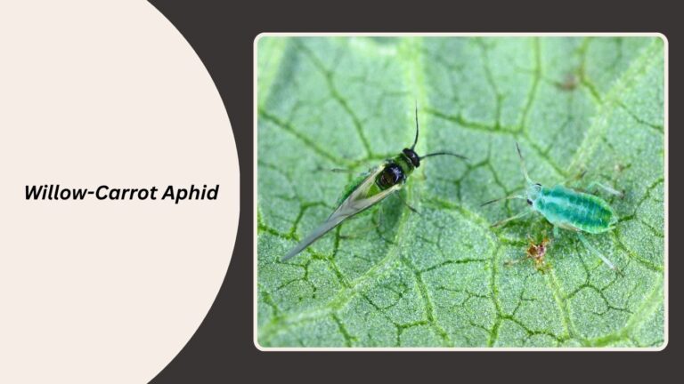 20 Common Types of Aphids: Identification and Pictures