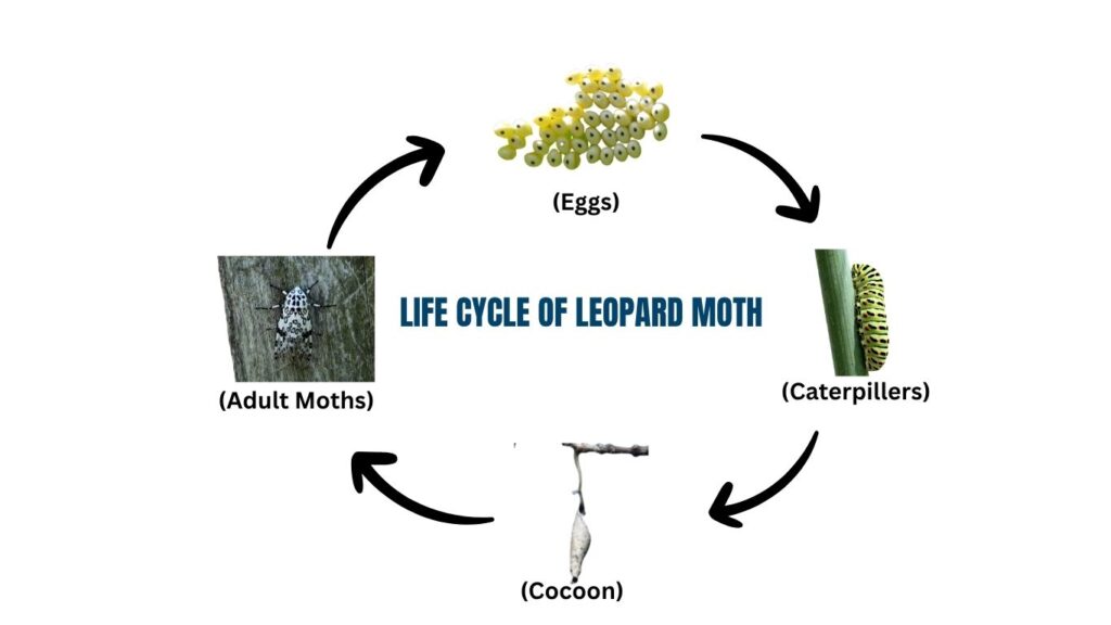 30 Types of Moths: Diet, Habitat, Lifecycle and Images