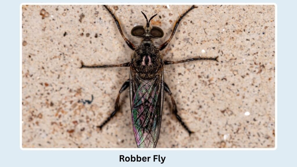 20 Common Types of Flies: Identification with Images and Names