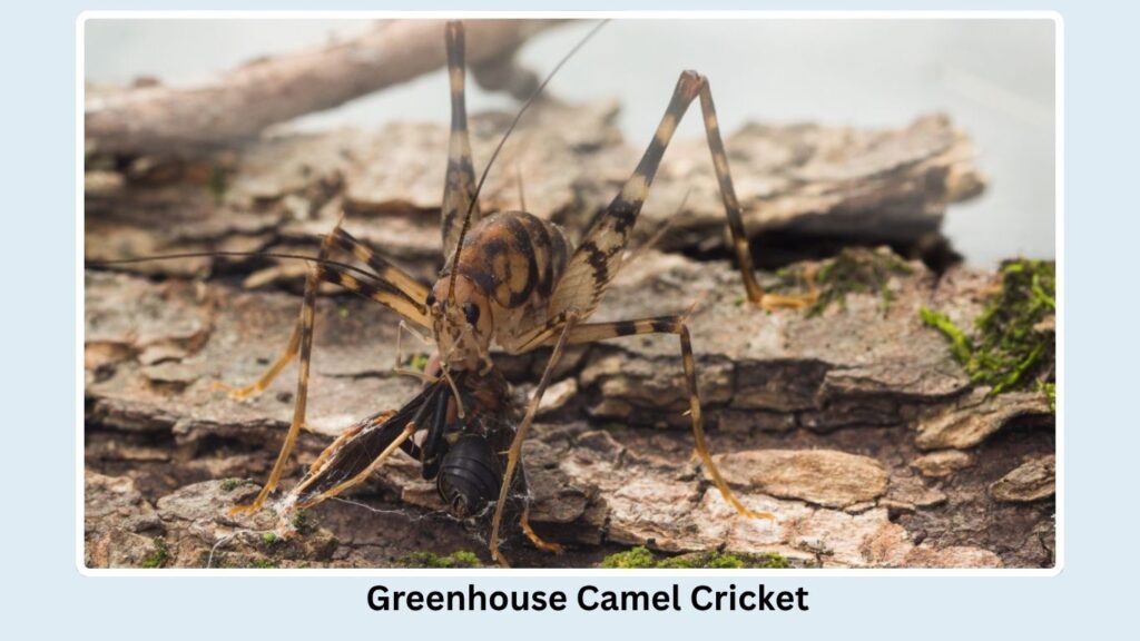20 Common Types of Crickets: Identification, Habitat & Diet
