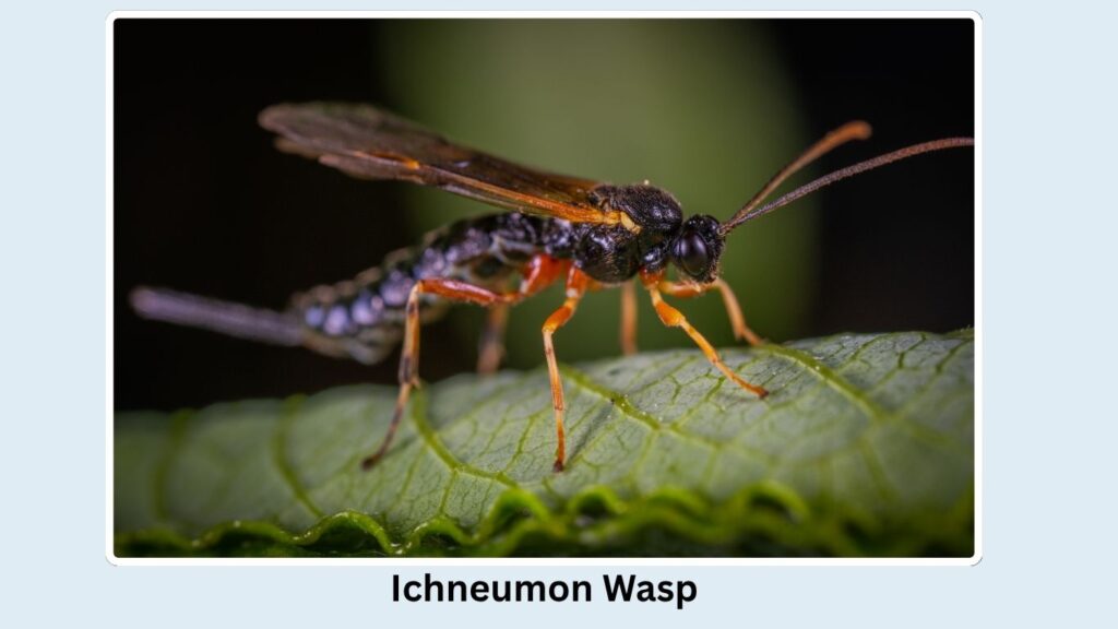 26 Common Types of Wasps: Identification, Behavior, and Images