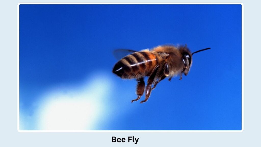 20 Common Types of Flies: Identification with Images and Names