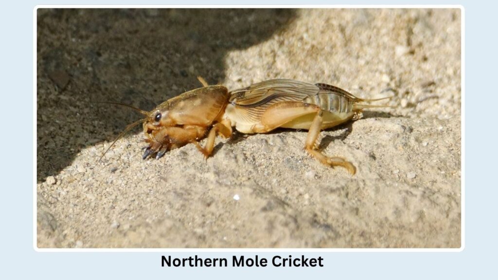20 Common Types of Crickets: Identification, Habitat & Diet