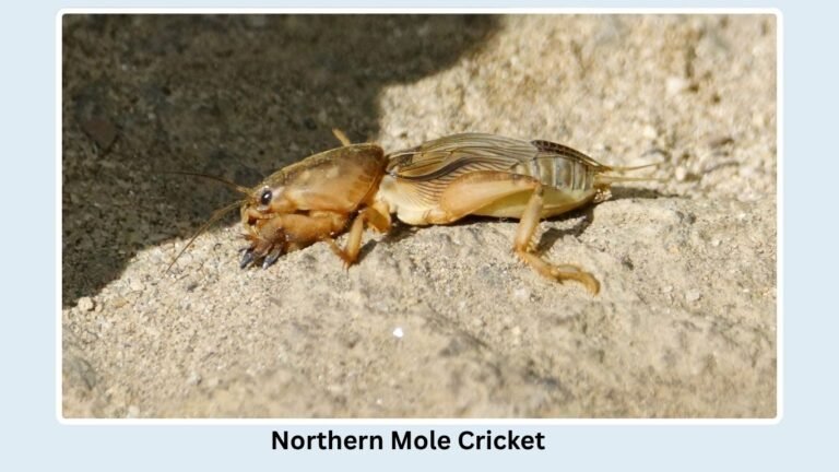 20 Common Types of Crickets: Identification, Habitat & Diet