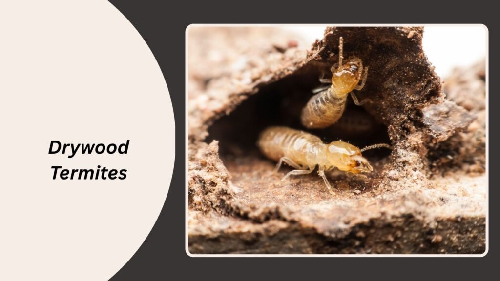 20 Common Types of Termites: Identification With Pictures