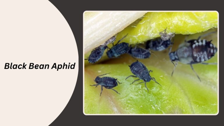 20 Common Types of Aphids: Identification and Pictures