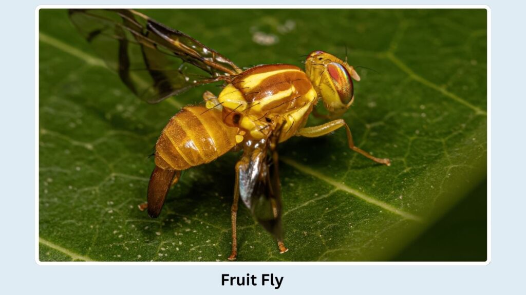20 Common Types of Flies: Identification with Images and Names