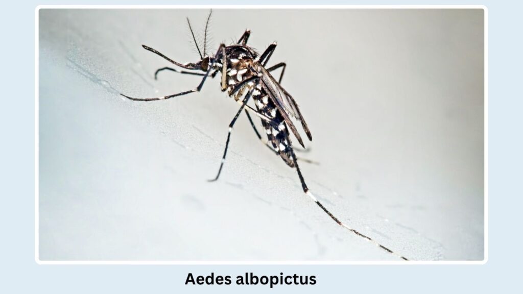 16 Common Types of Mosquitoes: Identification With Images