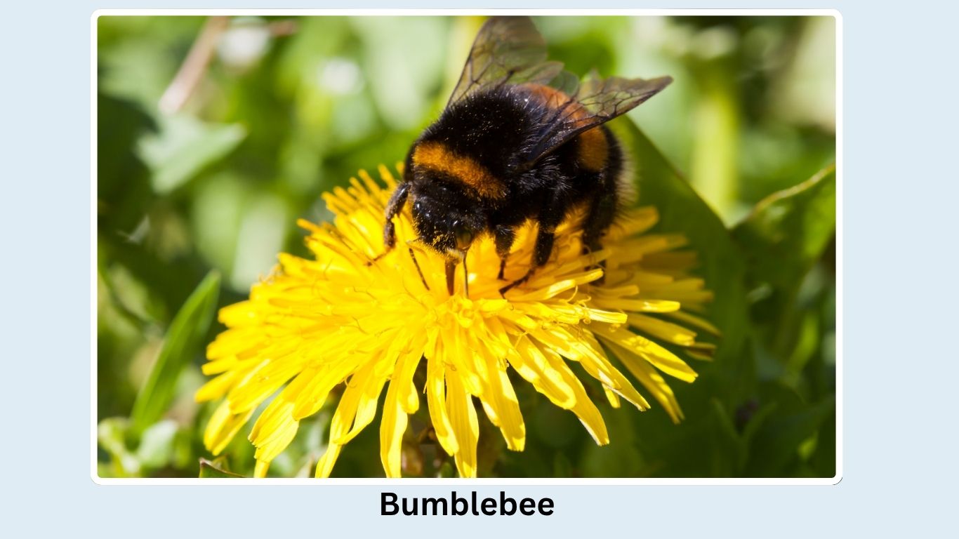 25 Common Types of Bees: Identification With Pictures