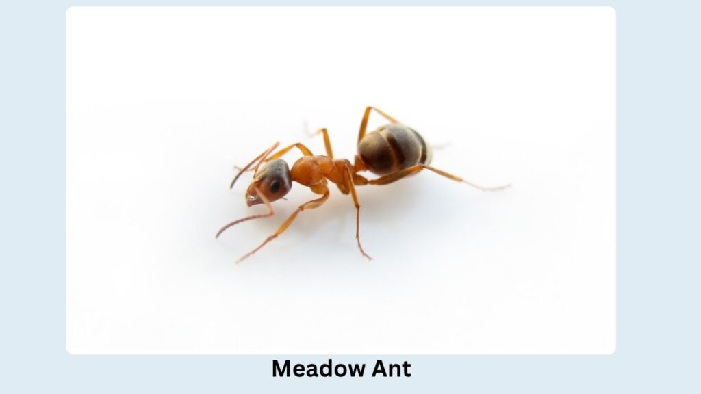 25 Common Types of Ants: Identification with Images