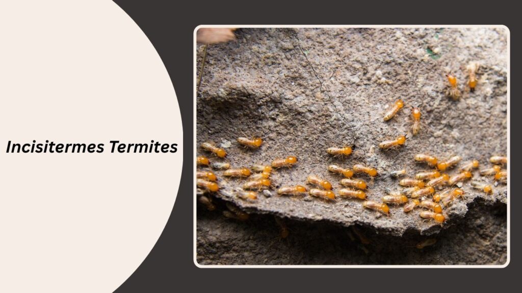 20 Common Types of Termites: Identification With Pictures